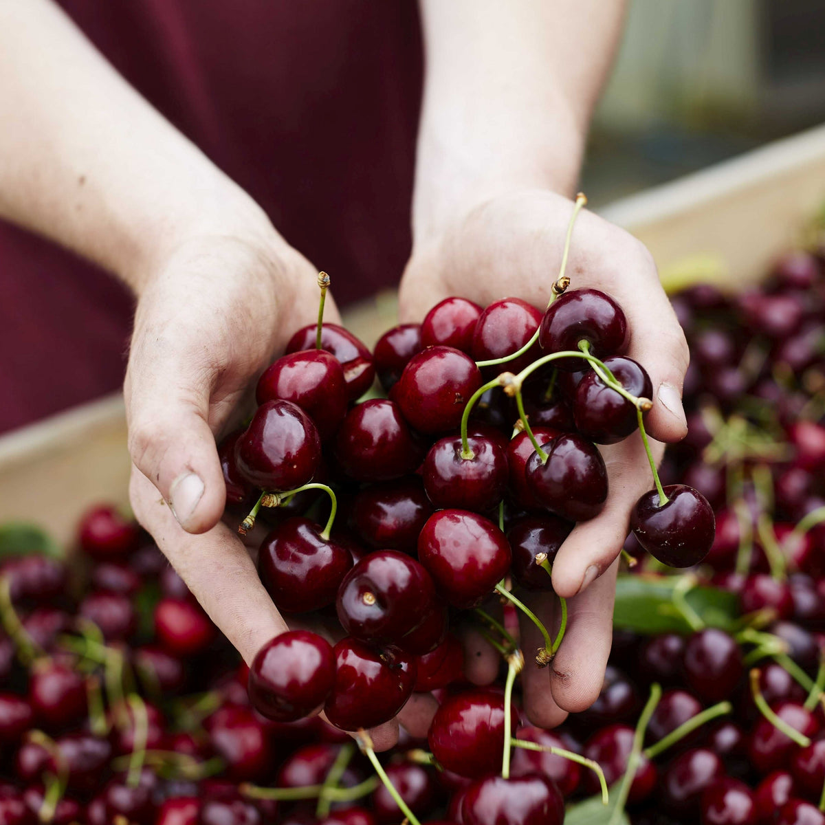 Hand-Selected Parisi Premium Cherries - 2kg Box – Christmas by Vic's ...