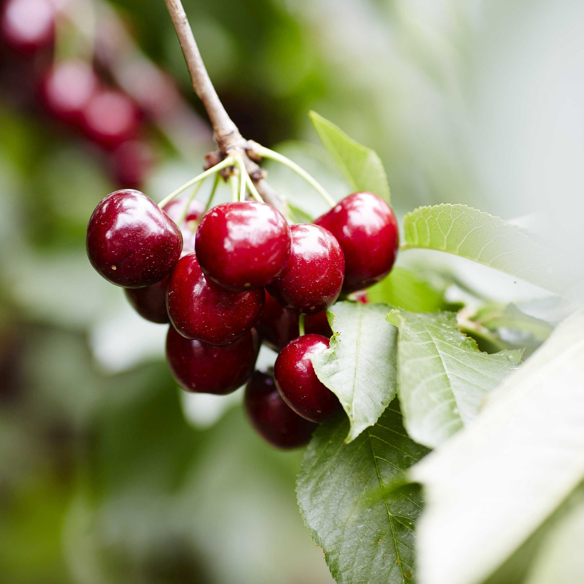 Hand-Selected Parisi Premium Cherries - 2kg Box – Christmas by Vic's ...